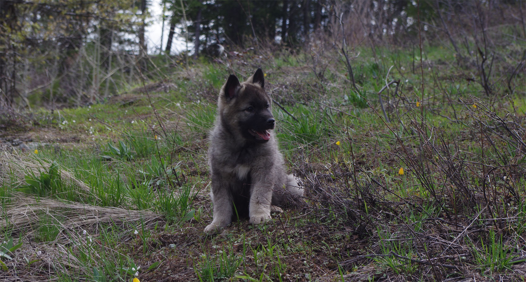 Off Leash Training - Kamia KennelsKamia Kennels | Ancient Norwegian and ...