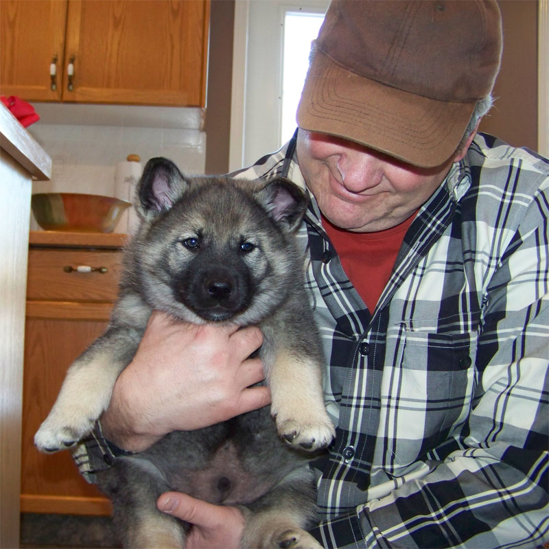 Looking a long ways ahead with a little Elkhound - Kamia KennelsKamia ...