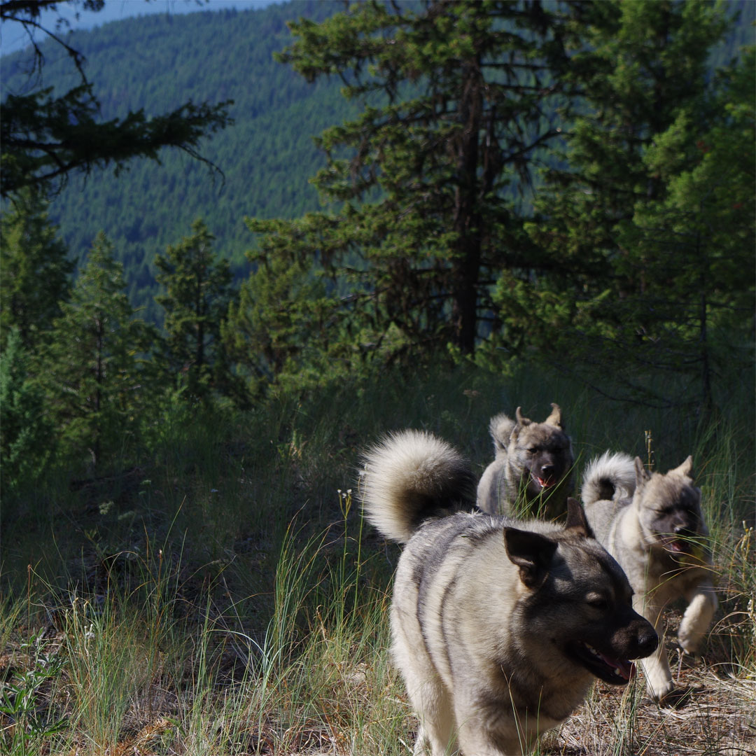 Pretty Boy Leif - still training - still siring litters - Kamia ...