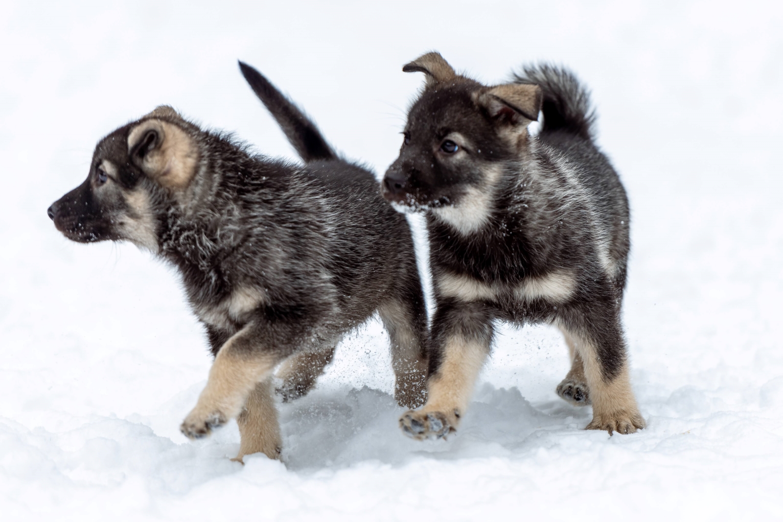 Twins Sass and Revna - Ancient Norwegian Elkhounds - Kamia KennelsKamia ...