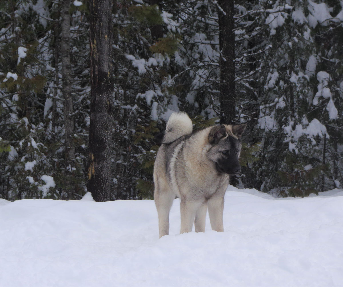 New Stud Dog Kano - Son of Leif and Silver Nova - Kamia KennelsKamia ...