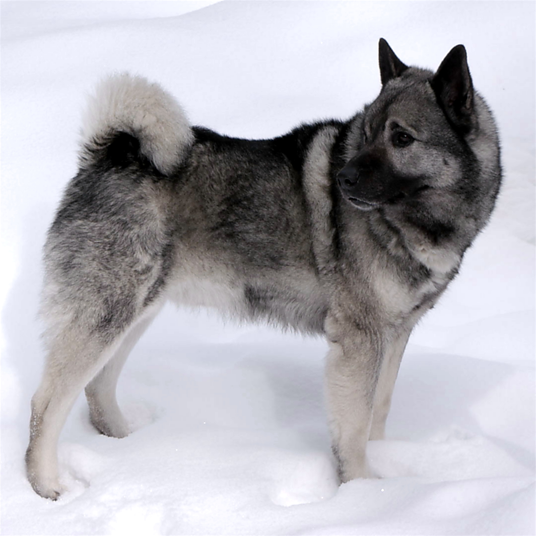 Teeko - Preservation Norwegian Elkhound Sire - Kamia KennelsKamia ...